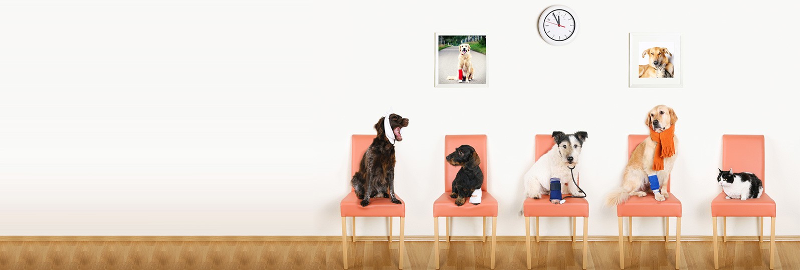 Spring Hill Animal Clinic | Veterinarians | Schedule an Appointment